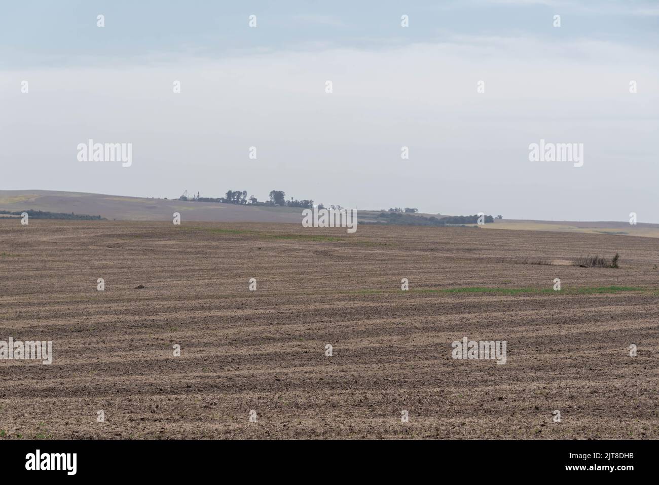 Soybean sowing fields. Crop rotation. grain production area. Farmer. No ...
