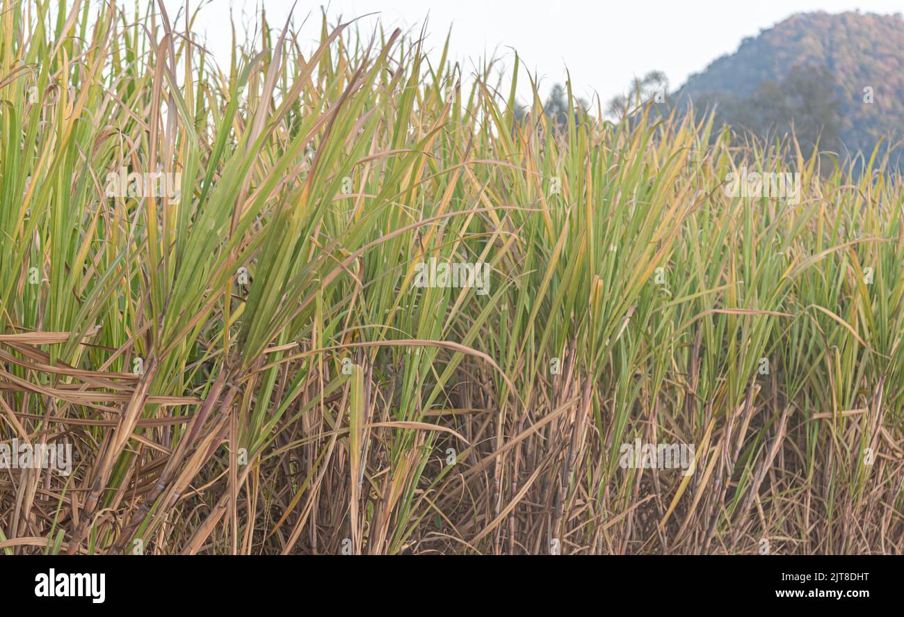 Sugarcane plantation - Saccharum officinarum. Grass species of the ...