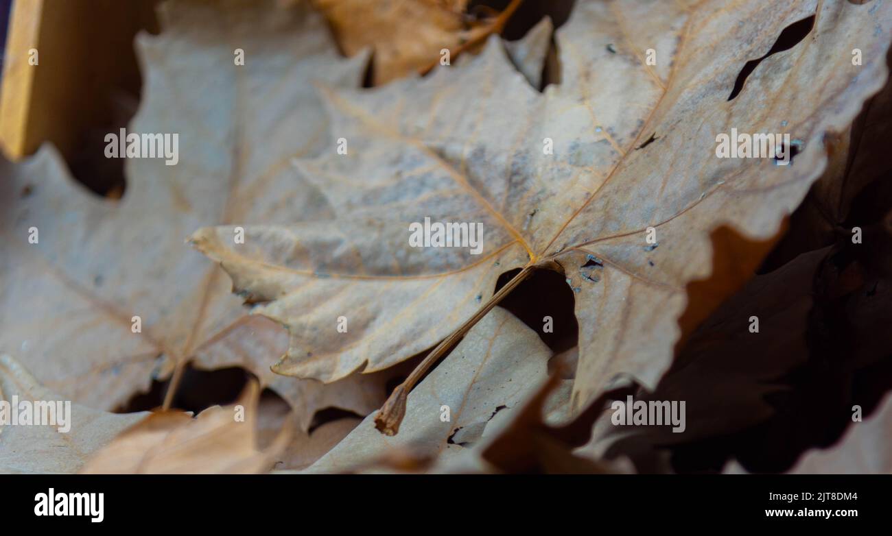 Texture with Platanus leaves. The plane trees are trees of the genus ...