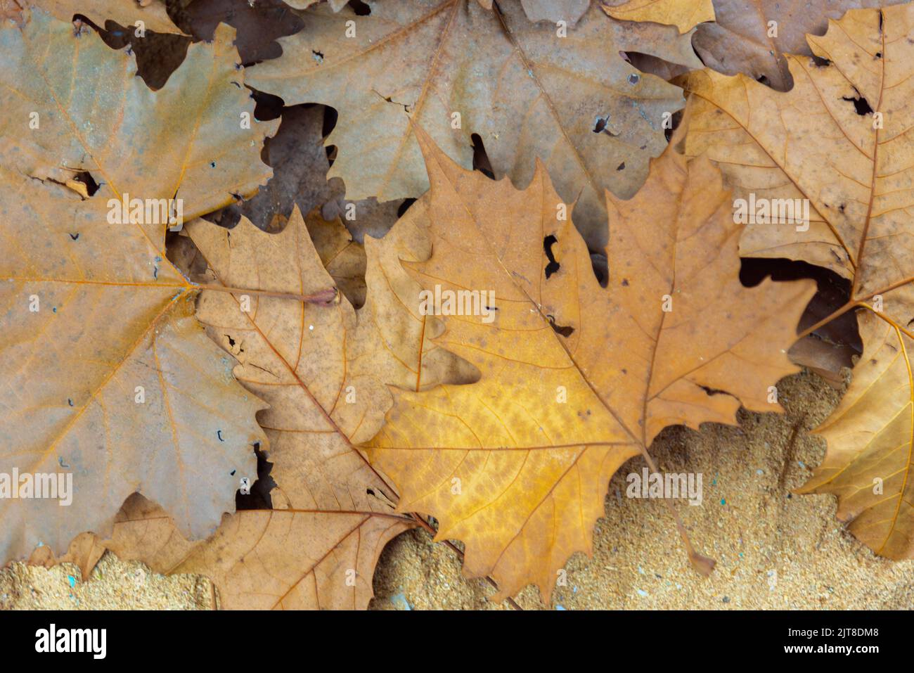 Texture with Platanus leaves. The plane trees are trees of the genus ...