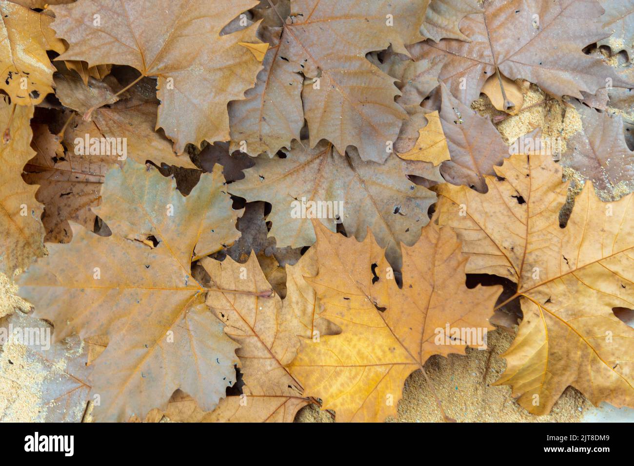 Texture with Platanus leaves. The plane trees are trees of the genus ...