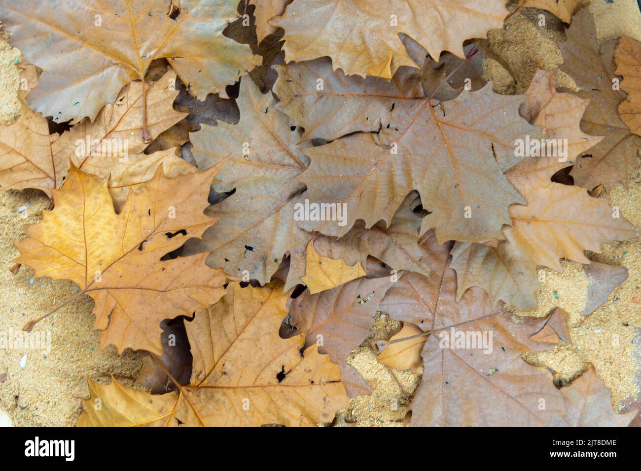 Platanus occidentalis variegata hi-res stock photography and images - Alamy