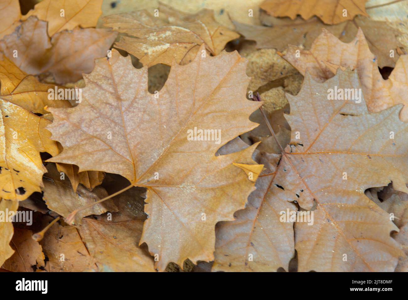 Platanus occidentalis variegata hi-res stock photography and images - Alamy