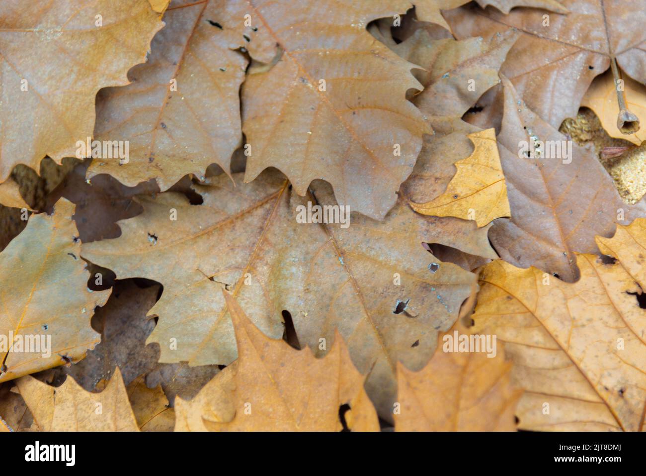 Texture with Platanus leaves. The plane trees are trees of the genus ...