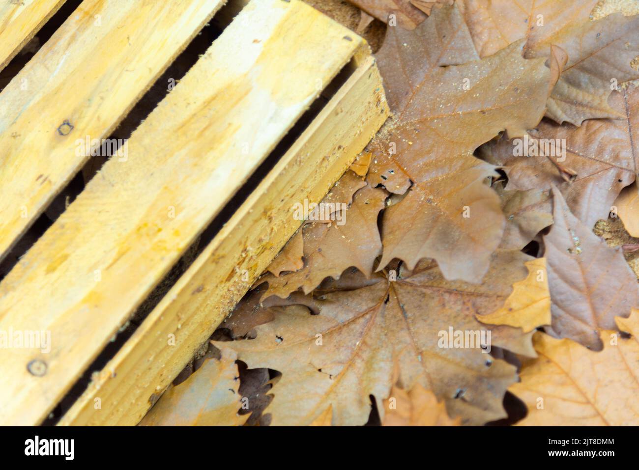 Platanus occidentalis variegata hi-res stock photography and images - Alamy