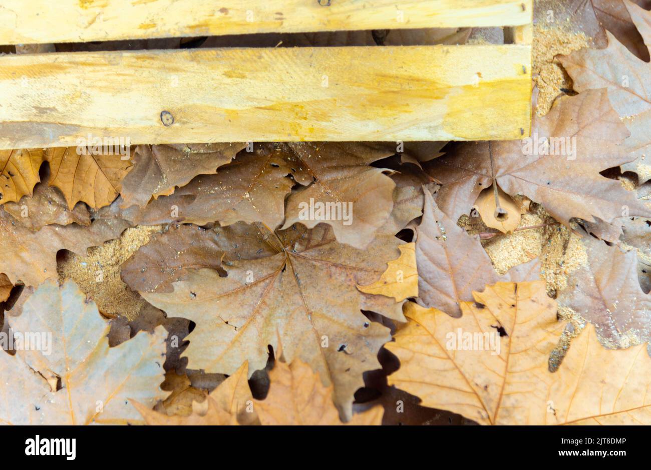 Platanus occidentalis variegata hi-res stock photography and images - Alamy