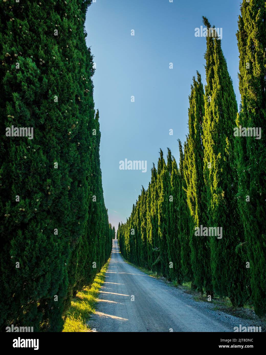 A vertical shot of a narrow pathway surrounded with lush trees against ...