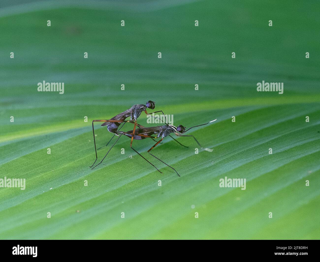 The mating process between Neurigona insects on a green leaf, macro ...