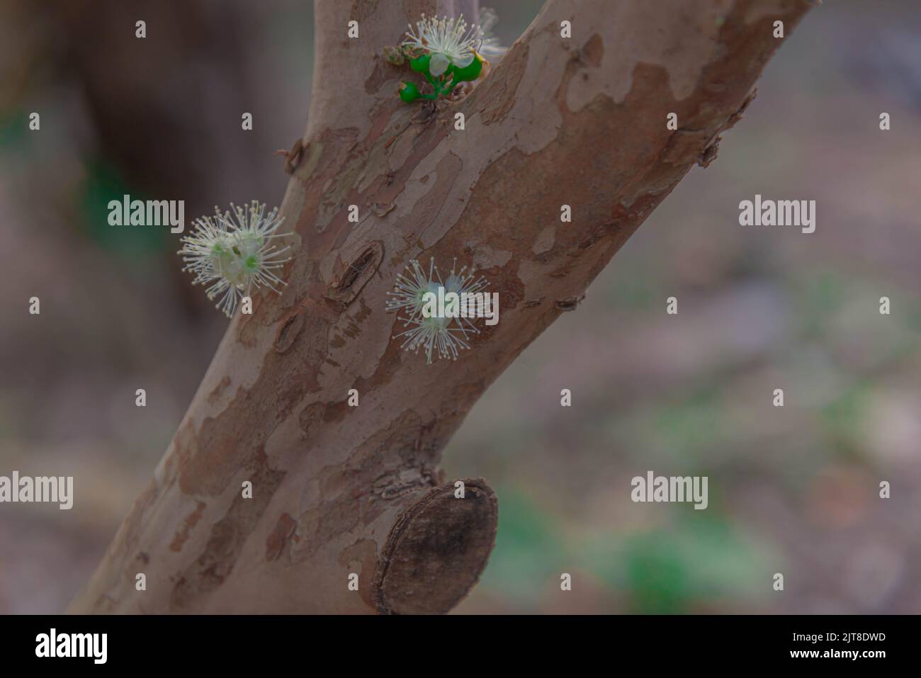 Trunk and flowers of Myrciaria cauliflora tree. Popular name ...