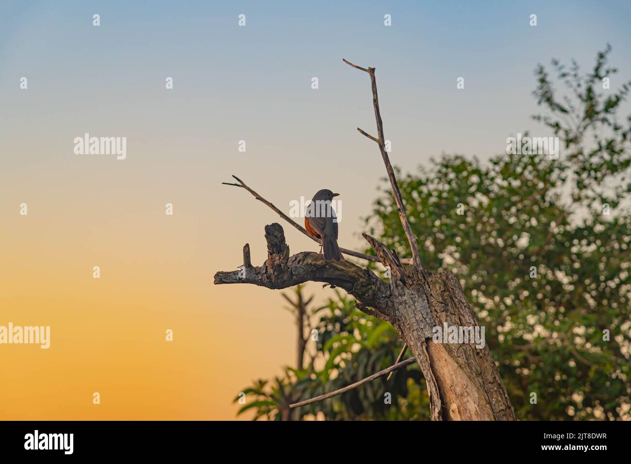 Bird Turdus rufiventris perched on dry tree branch. Native bird of ...