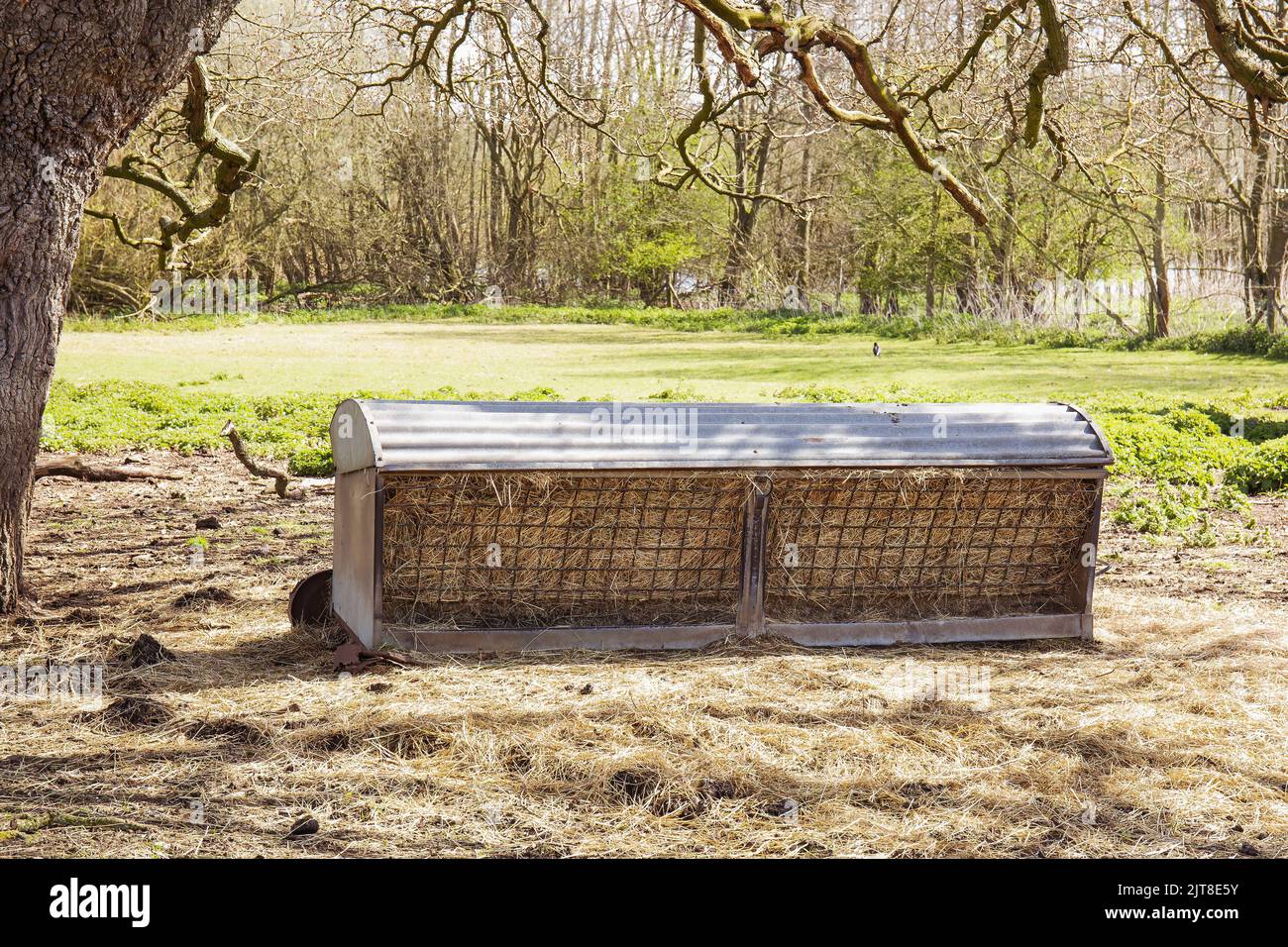 A livestock hay feeding trough under a beautiful Oak tree during the ...