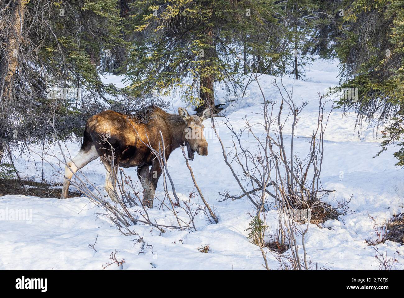 A Cow Moose in Alaska Stock Photo - Alamy