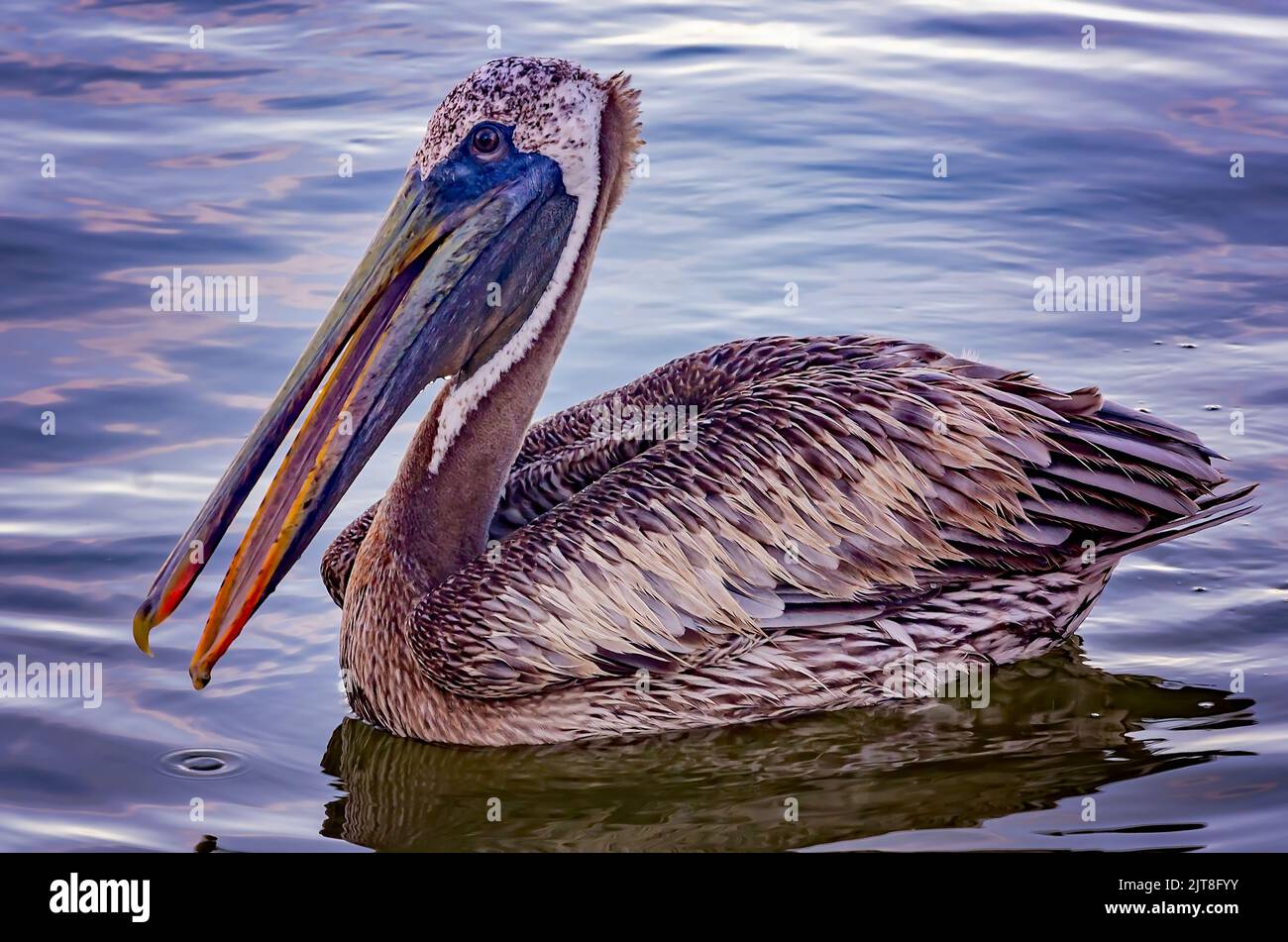 A brown pelican (Pelecanus occidentalis) waits for fish scraps at ...