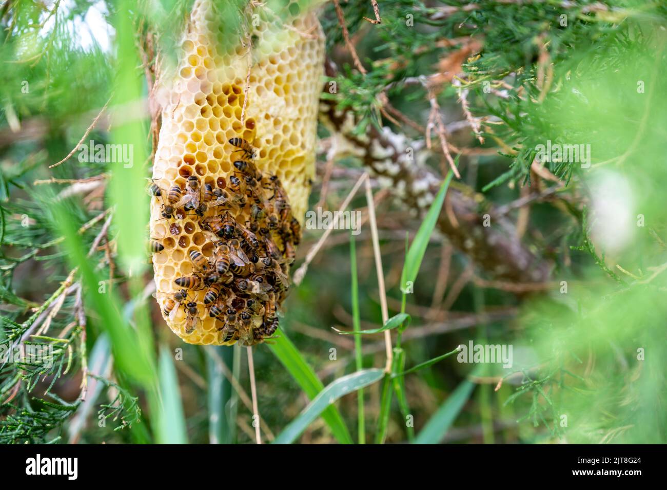 Honey bee hive being constructed on a tree branch in the wild Stock ...