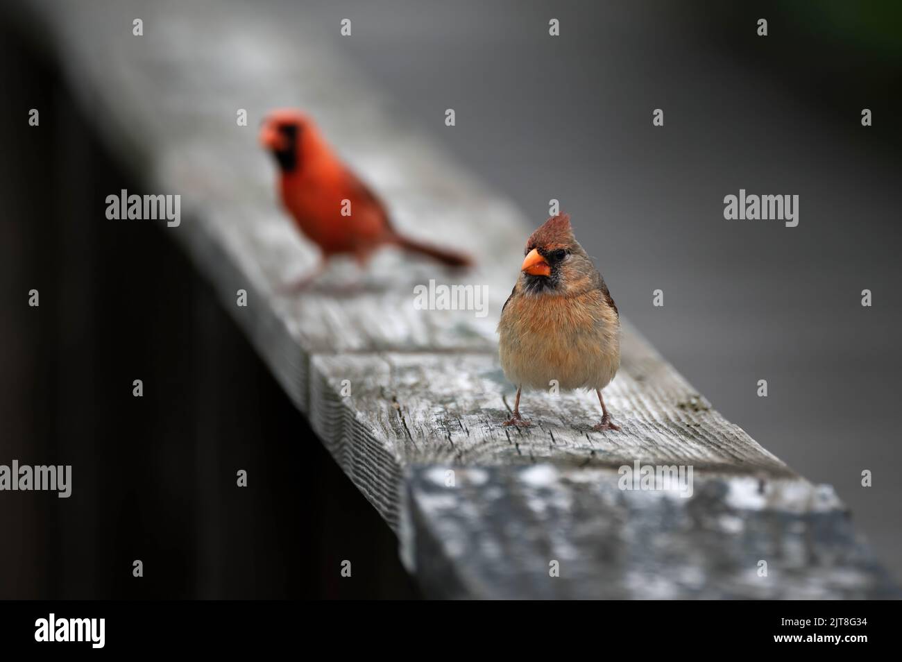 A shallow focus of two cardinal birds on a wood railing Stock Photo - Alamy