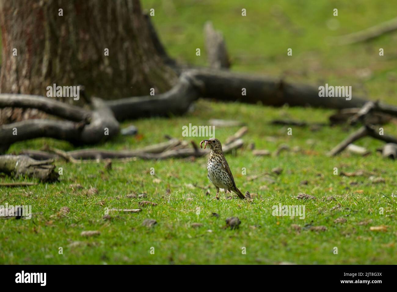 The True Thrush bird with a worm on its beak standing on grass ground ...