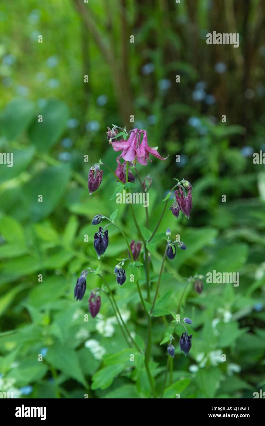 Beautiful columbine or aquilegia pink flowers in the garden, selective ...