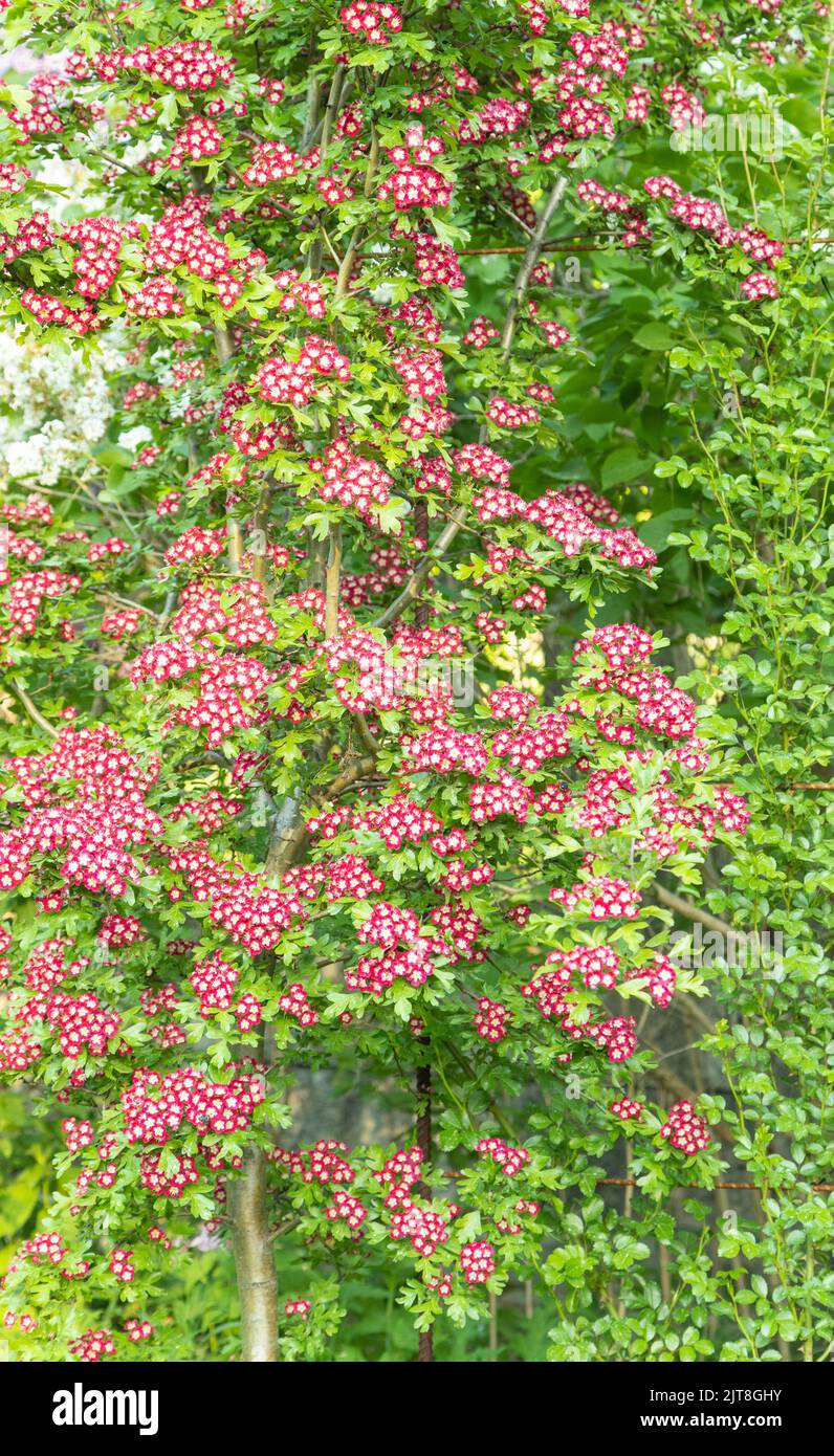 Beautiful shrub red flowers hi-res stock photography and images - Alamy