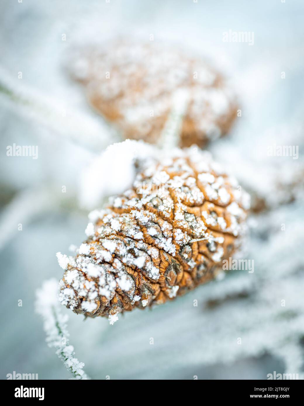 A vertical shot of pine cones on a tree branch during winter Stock ...
