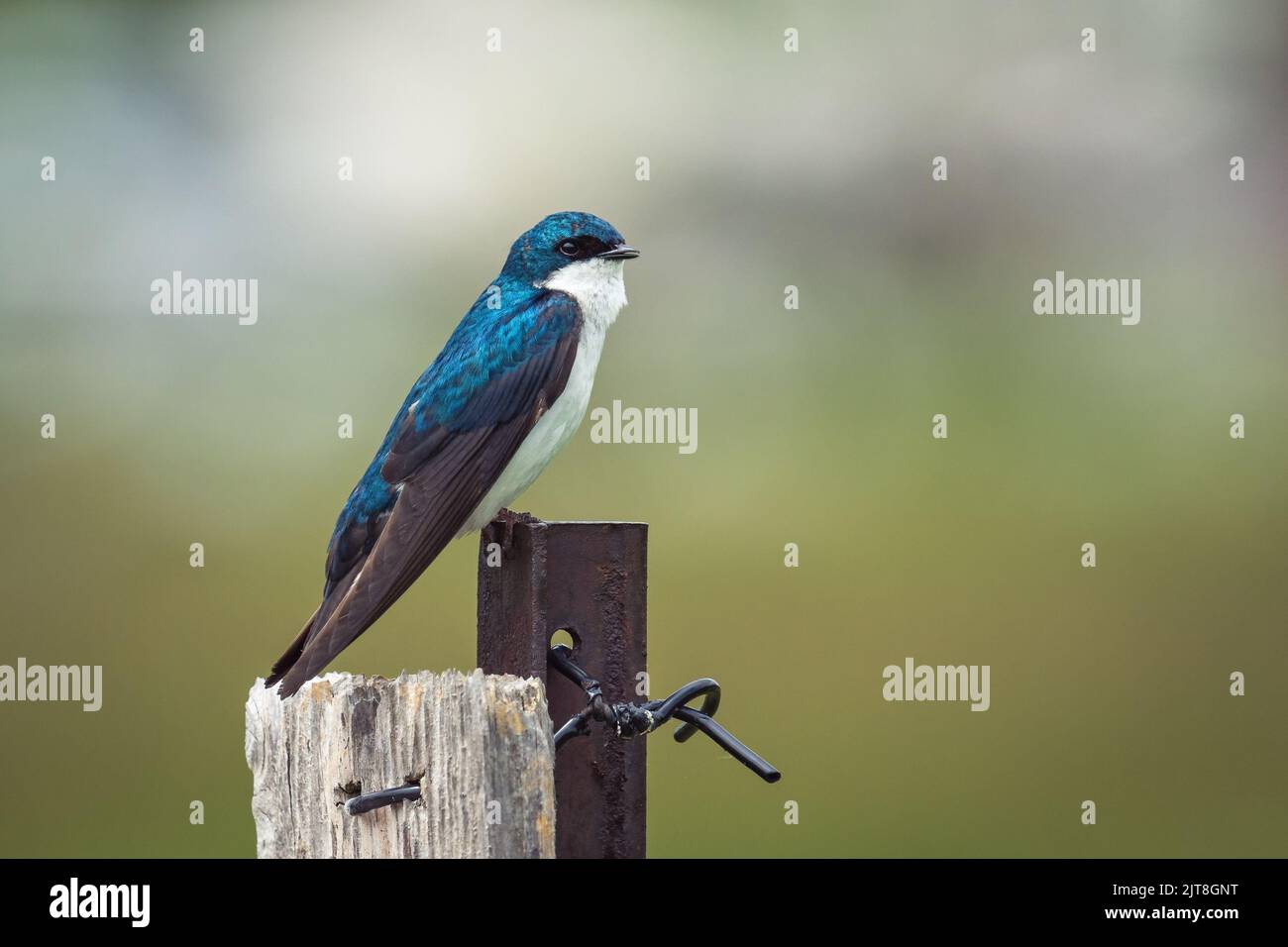 Metal bird wings hi-res stock photography and images - Alamy