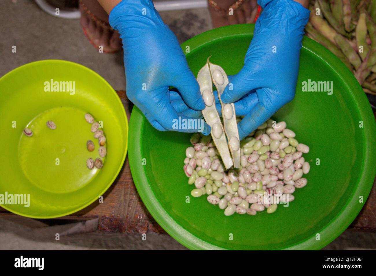 Image of a woman's hands wearing latex gloves while peeling beans ...