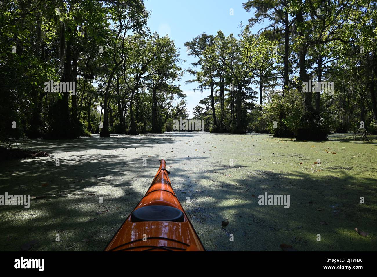 Kayaking through the cypress forest and murky waters of Merchants ...
