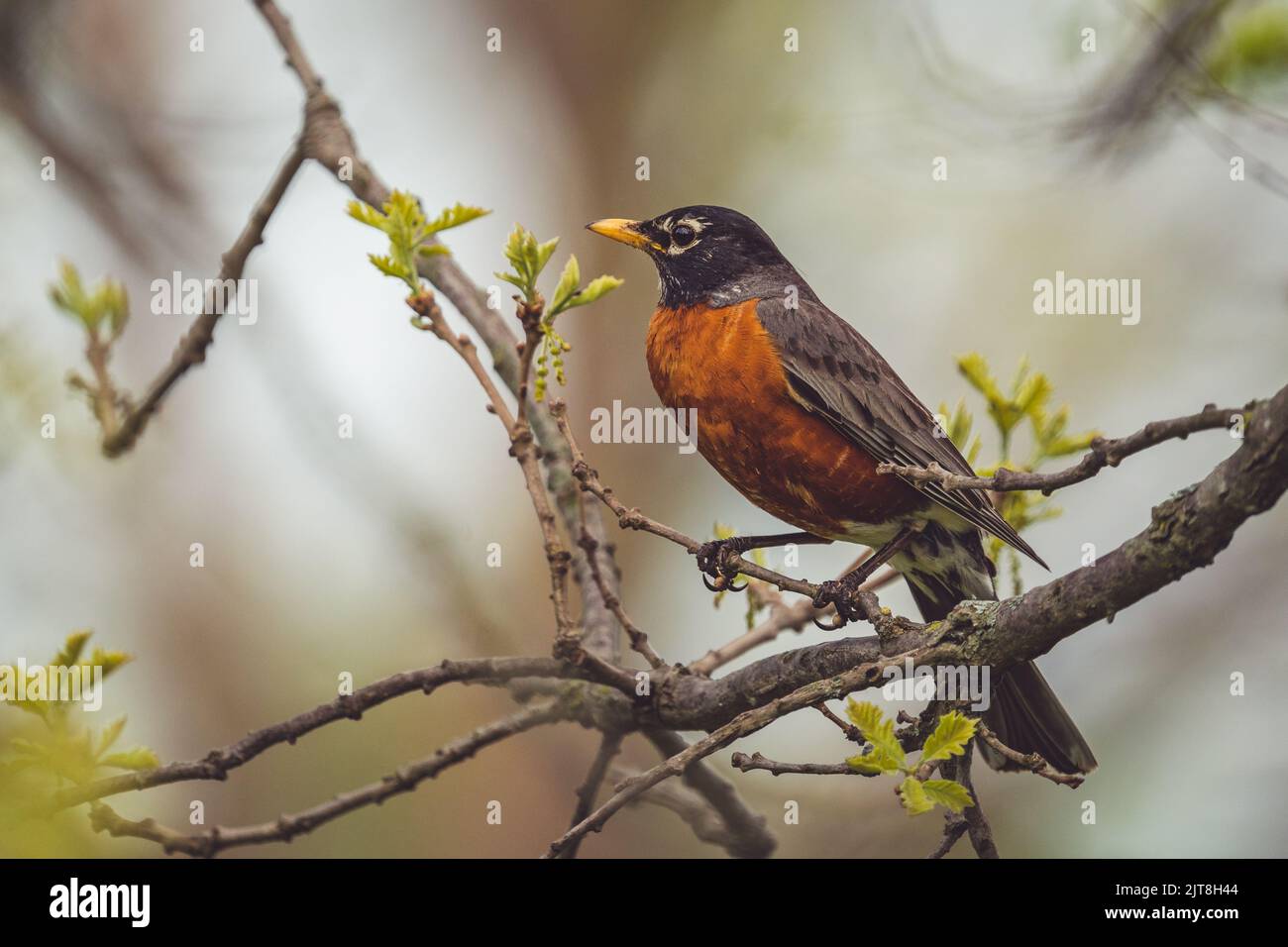 A closeup of an American robin on a tree branch in daylight Stock Photo ...