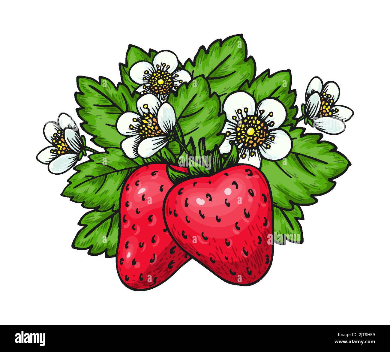 Strawberry flowering realistic hand drawn illustration. Fresh ripe ...