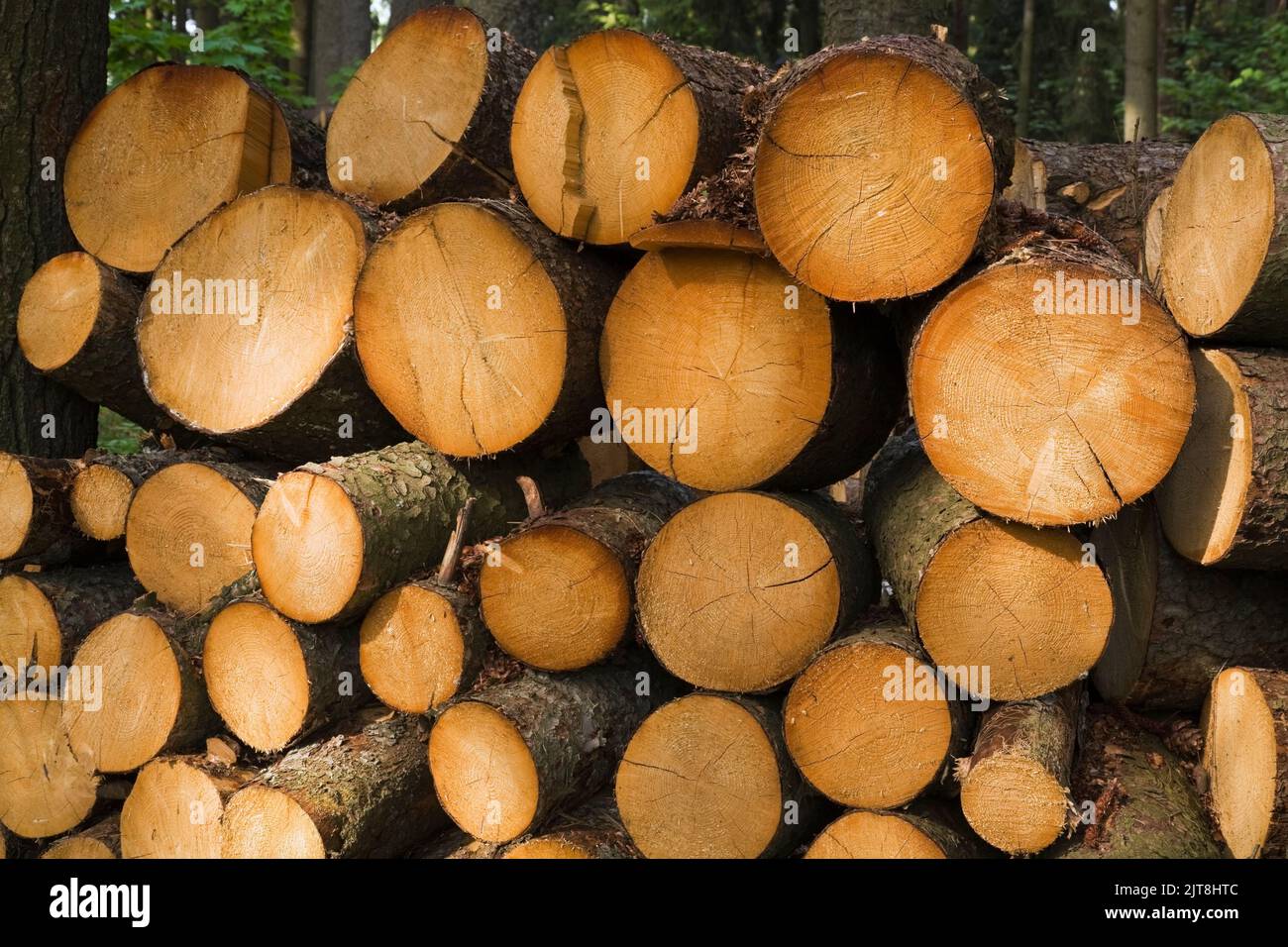 Stack of cut pine tree logs in forest in spring Stock Photo - Alamy