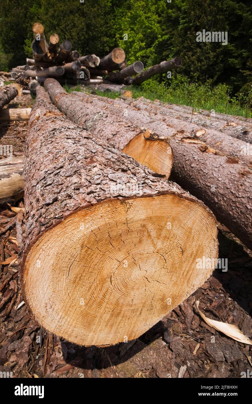 Eastern white pine tree hi-res stock photography and images - Alamy