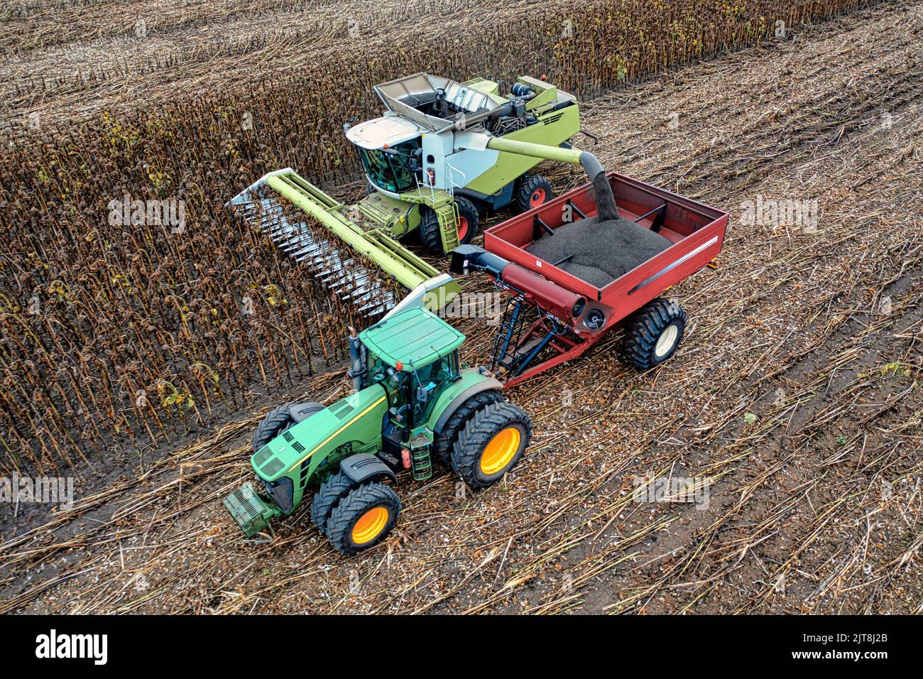A combine harvester in a sunflower field is shipping a crop of ...