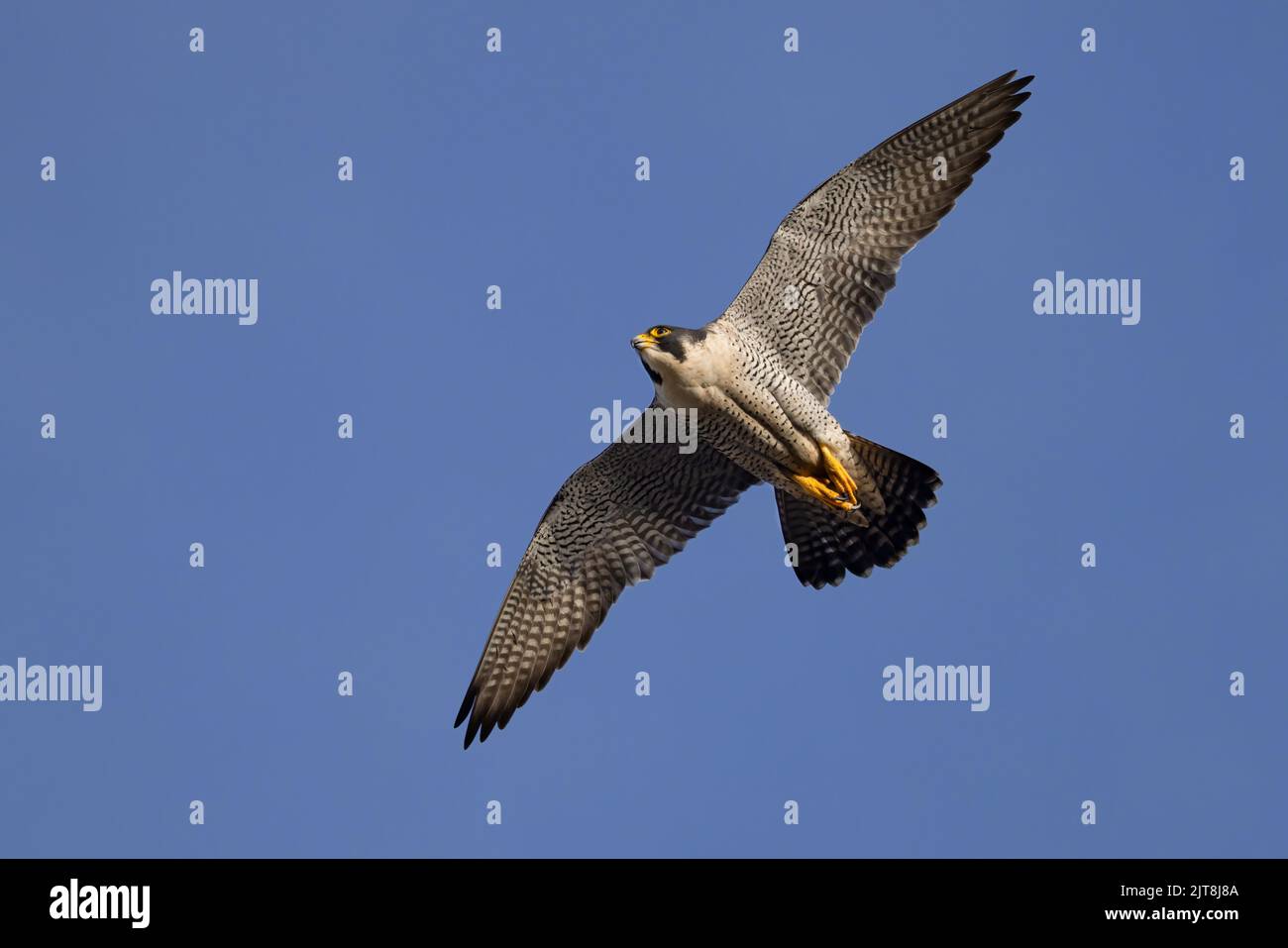 Peregrine falcon in flight Stock Photo - Alamy