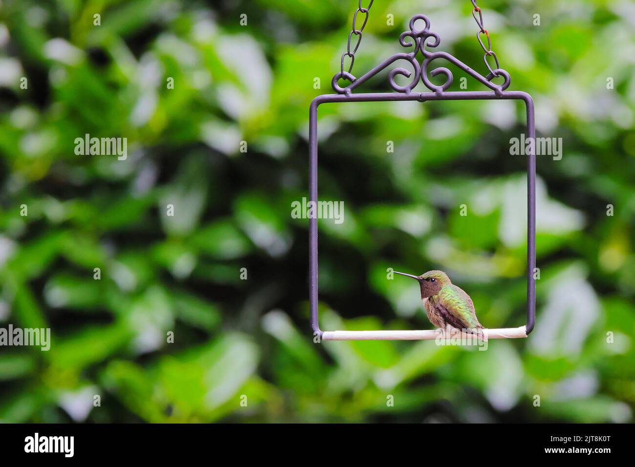 A selective focus shot of a Ruby-throated hummingbird on a swing Stock ...