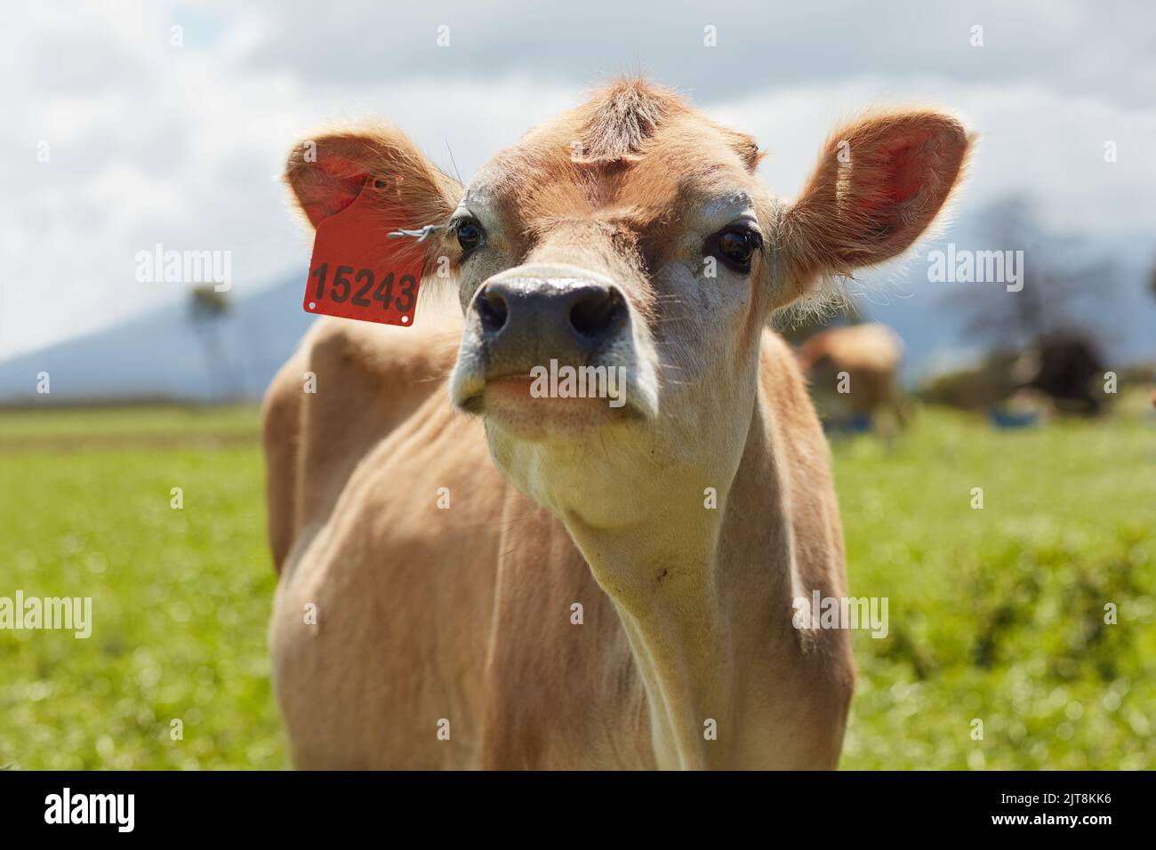Dairy cow standing alone hi-res stock photography and images - Alamy
