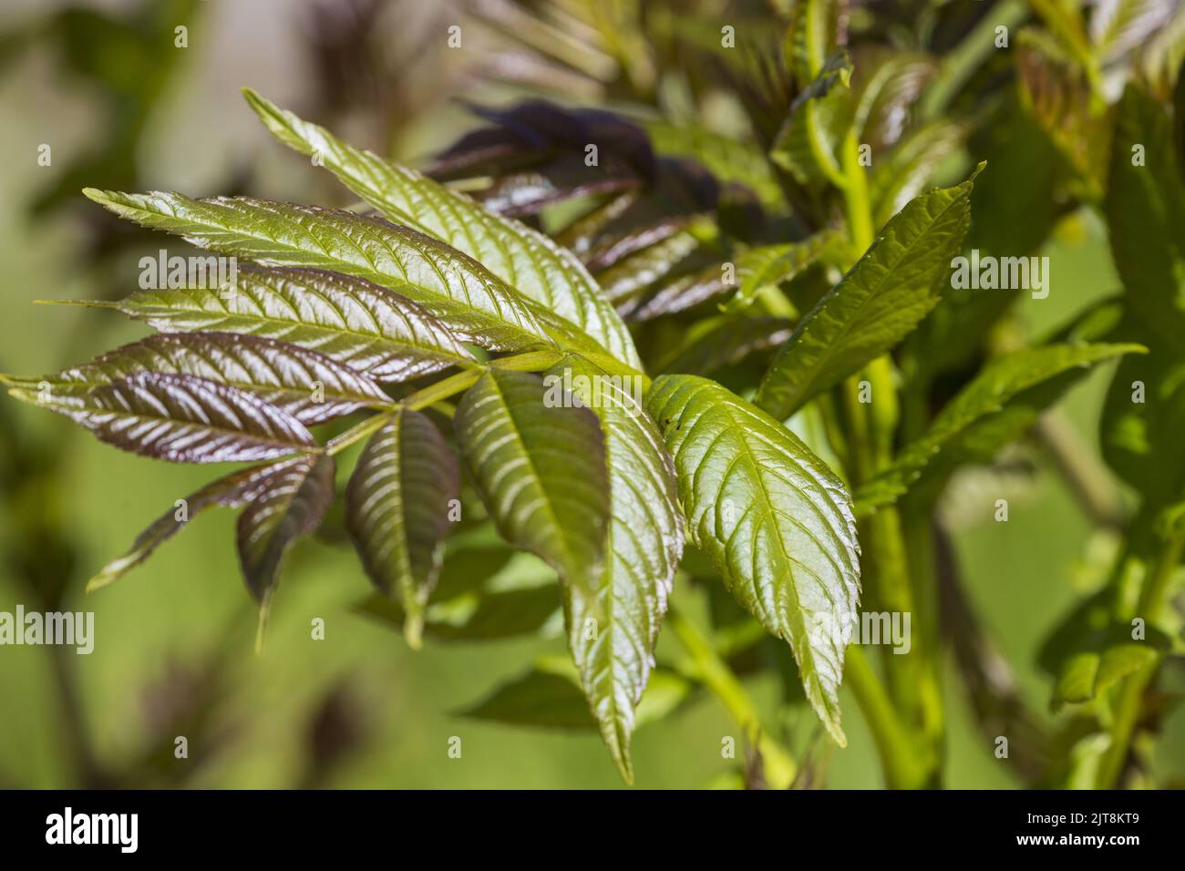 The Pinnate Leaves Of A Young Rowan Tree Stock Photo - Alamy