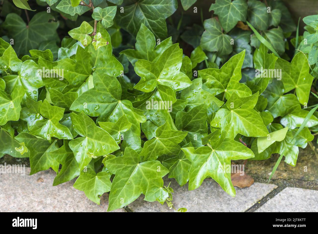 Young Shoots Of Ivy With Morning Dew Stock Photo - Alamy