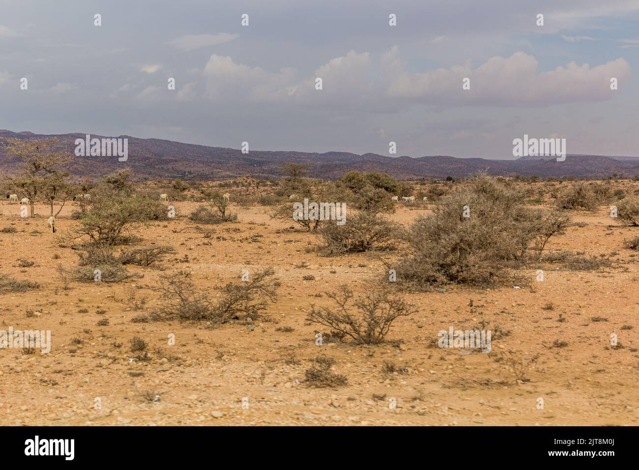 View of a landscape in Somaliland Stock Photo - Alamy