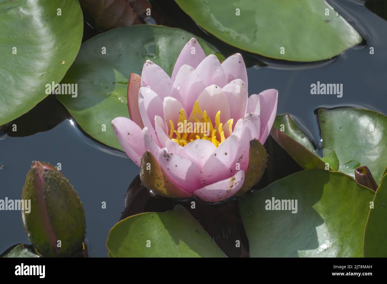 Close up water lily nymphaea bud hi-res stock photography and images ...