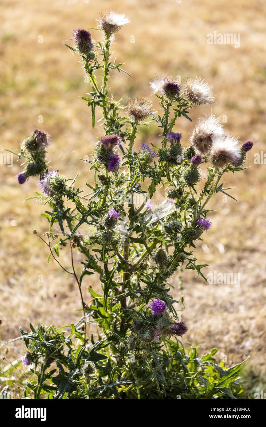Common Thistle In Morning Light Stock Photo - Alamy