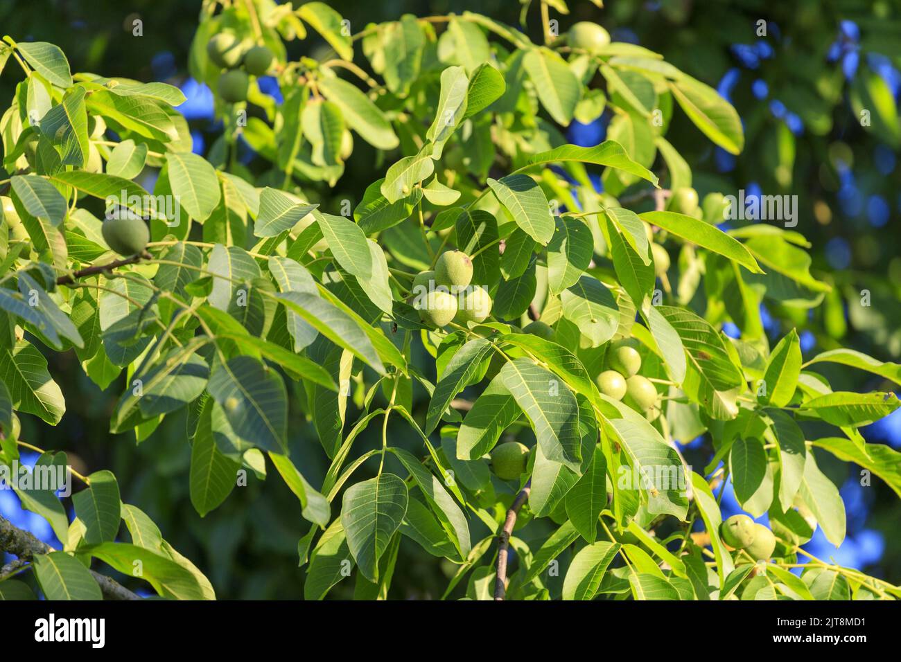True walnuts hi-res stock photography and images - Alamy