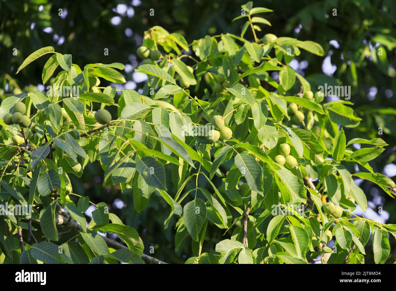 Walnut Tree With Many Nuts Stock Photo - Alamy