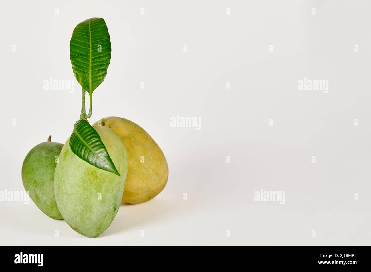 Three Chausa mangoes on a white background Stock Photo - Alamy