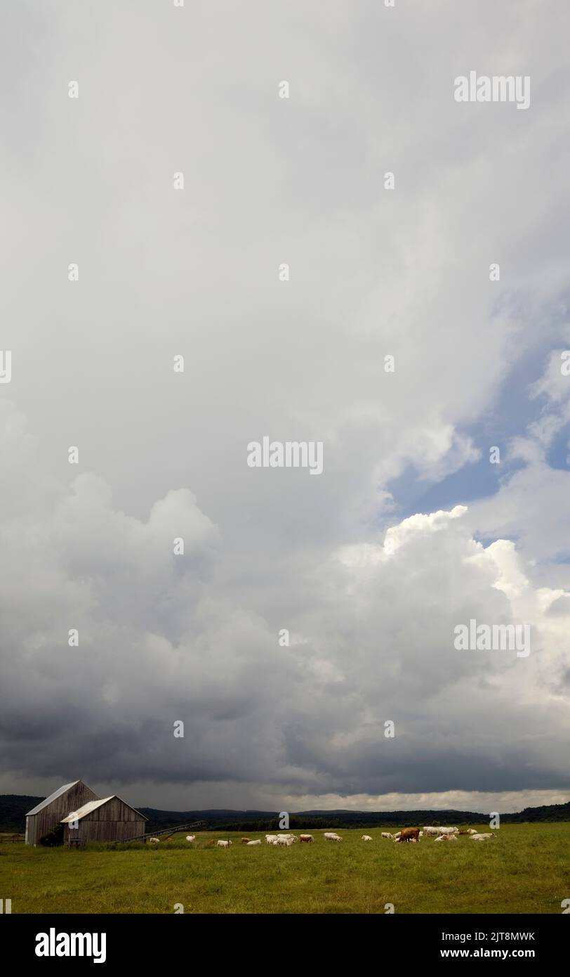 Storm clouds over field with cows grazing, Quebec, Canada Stock Photo ...