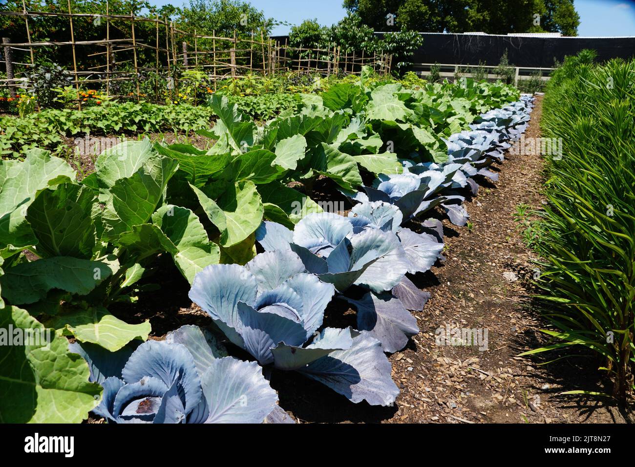 A row of purple cabbage and Portuguese kale growing well during the ...