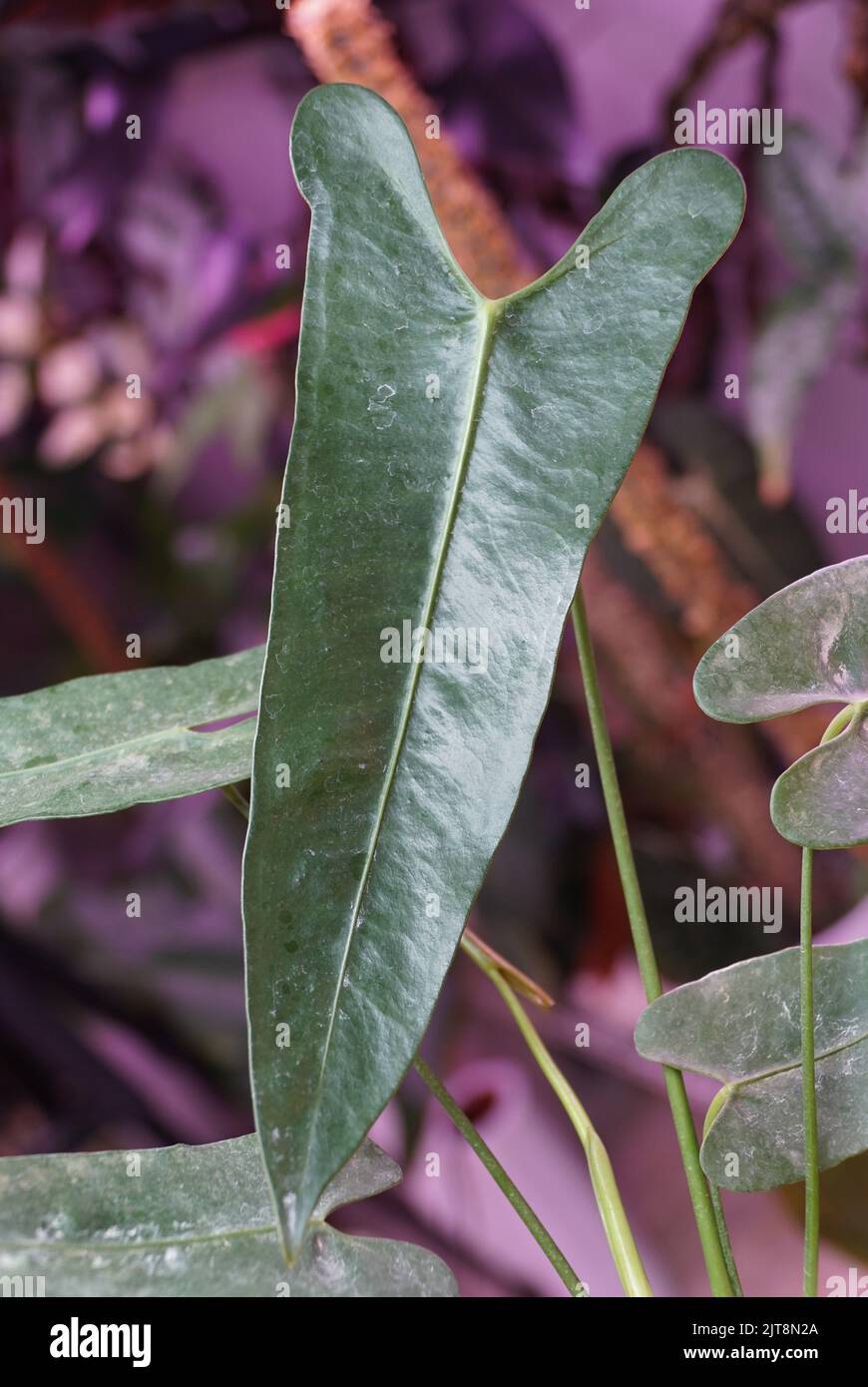 Close up of the pale green leaf of Anthurium Longissimilobum, a rare ...