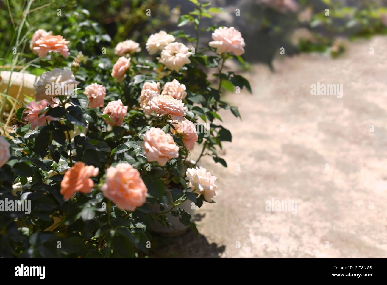 Tea rose bush blooming in Vietnam Stock Photo - Alamy