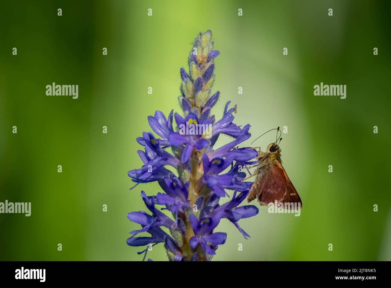 A Little Glassywing (Pompeius verna) seeks out the nectar from ...