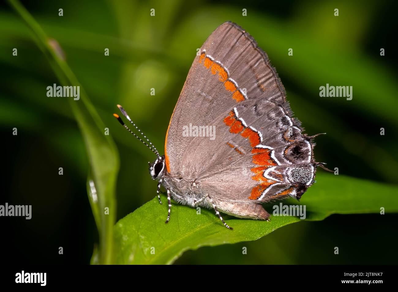 Macro profile view of a Red-banded Hairstreak (Calycopis cecrops ...