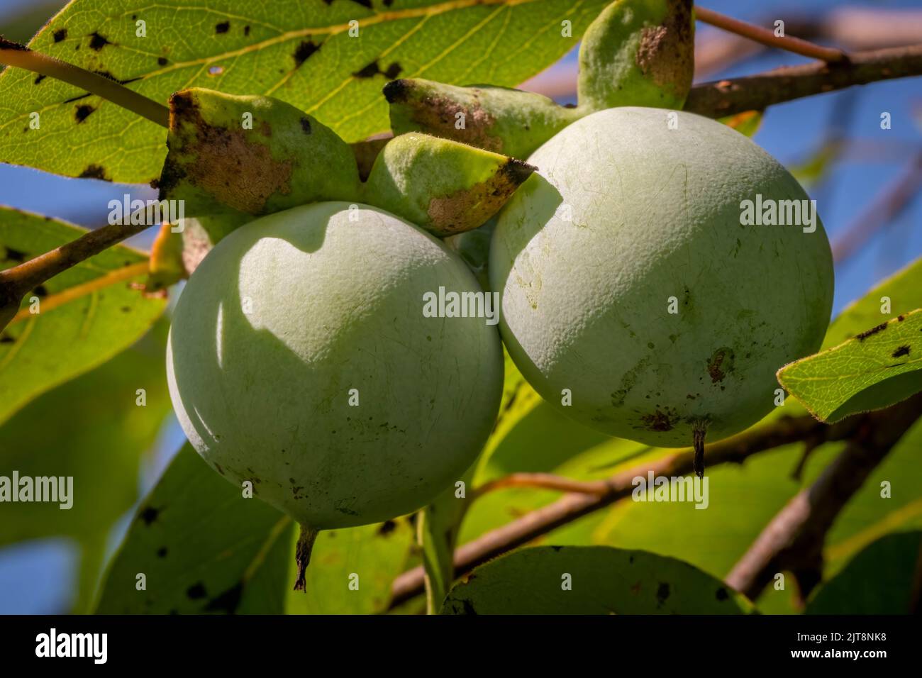 A healthy pair of unripe American Persimmons (Diospyros virginiana) in ...