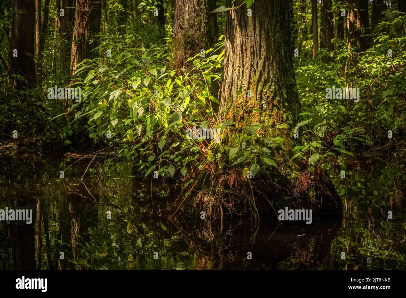 A scenic display in the cypress swamp along the kayaking trail at ...